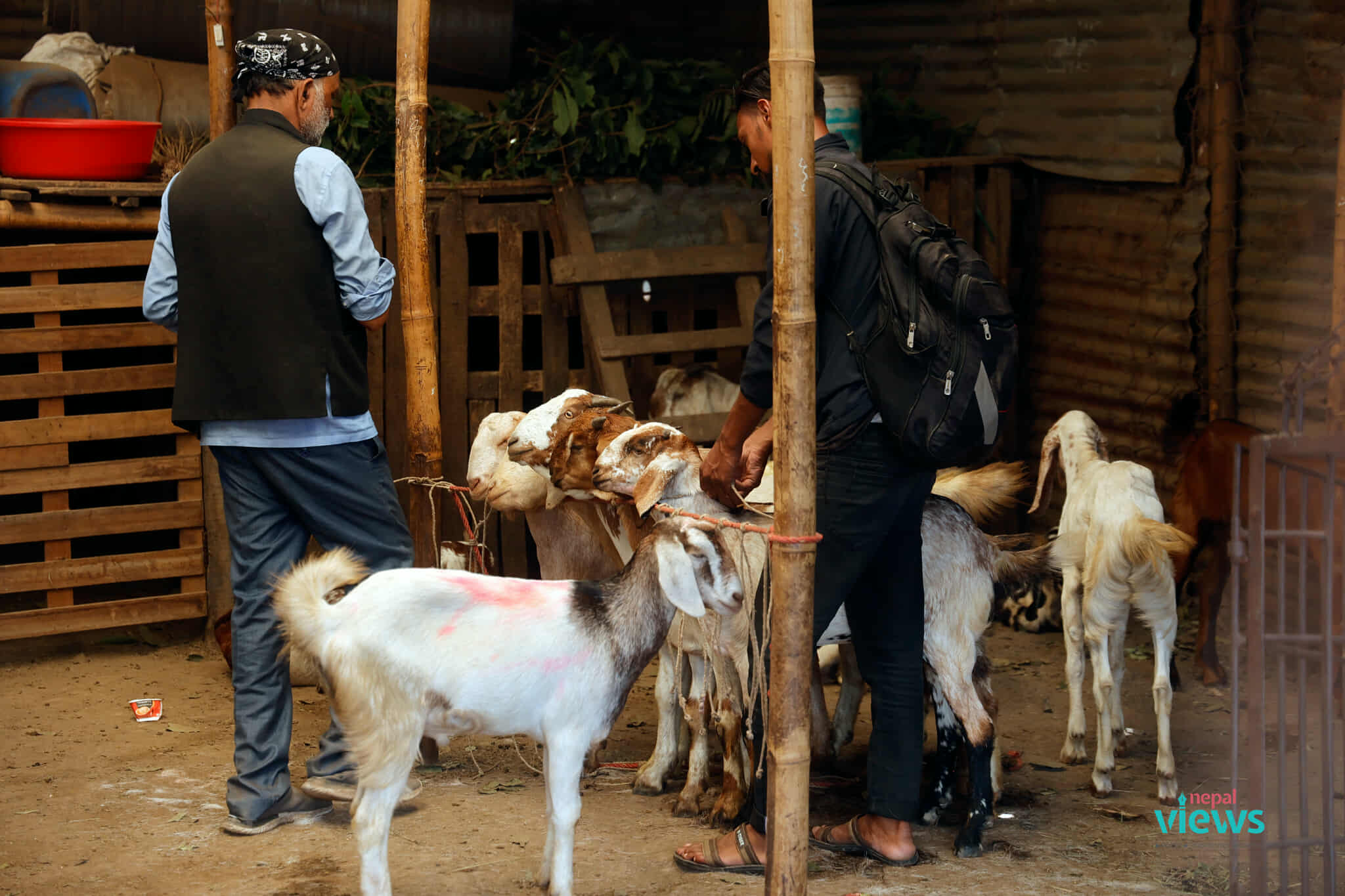 Goat and Sheep supply rises in Kathmandu as Dashain begins (Photo ...