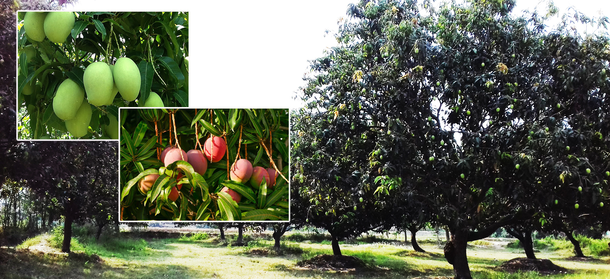 Odisha: Farmer grows world's "most expensive" mango in his orchard ...