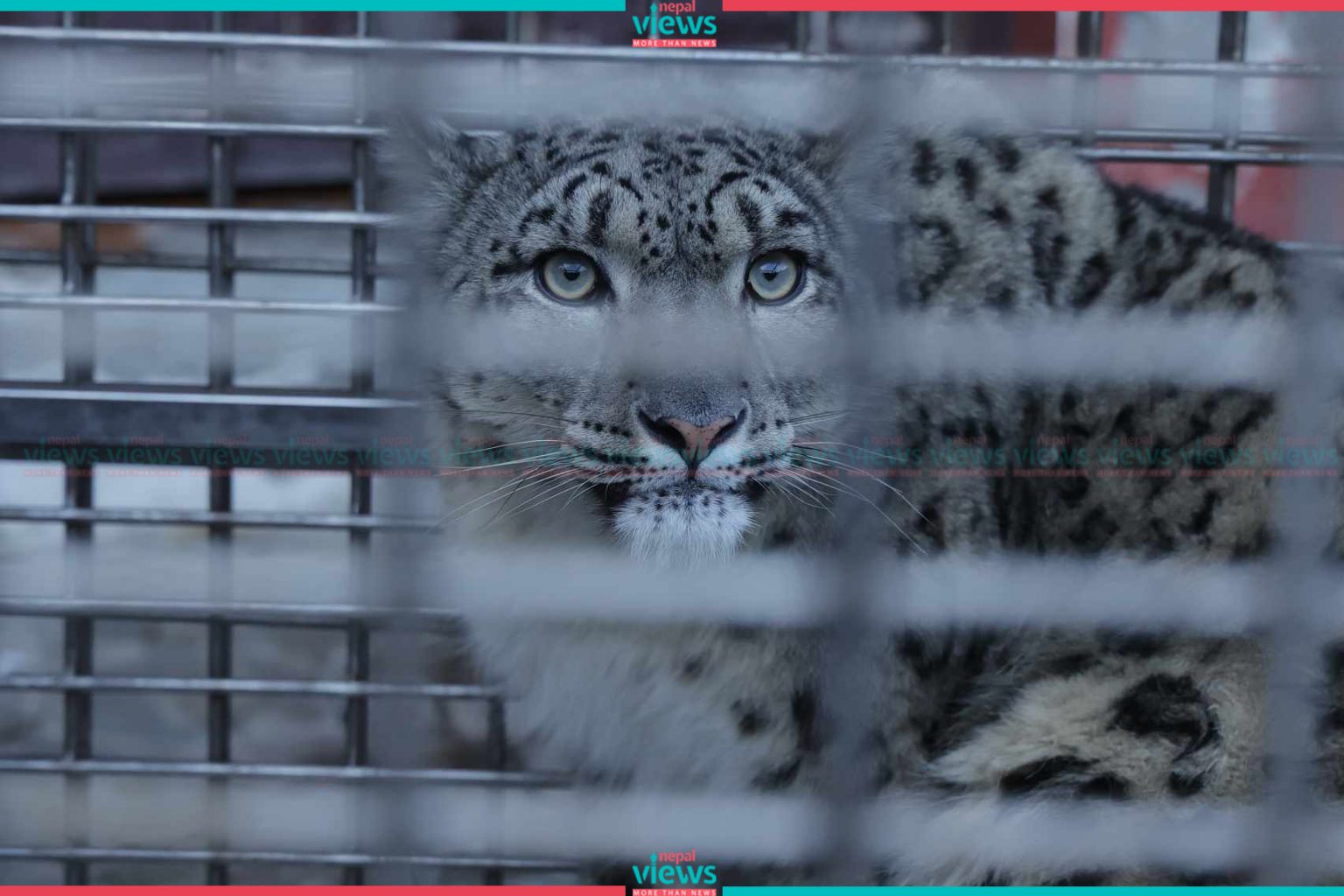 A.C. installed room for Snow Leopard in Central Zoo (Photo Feature ...