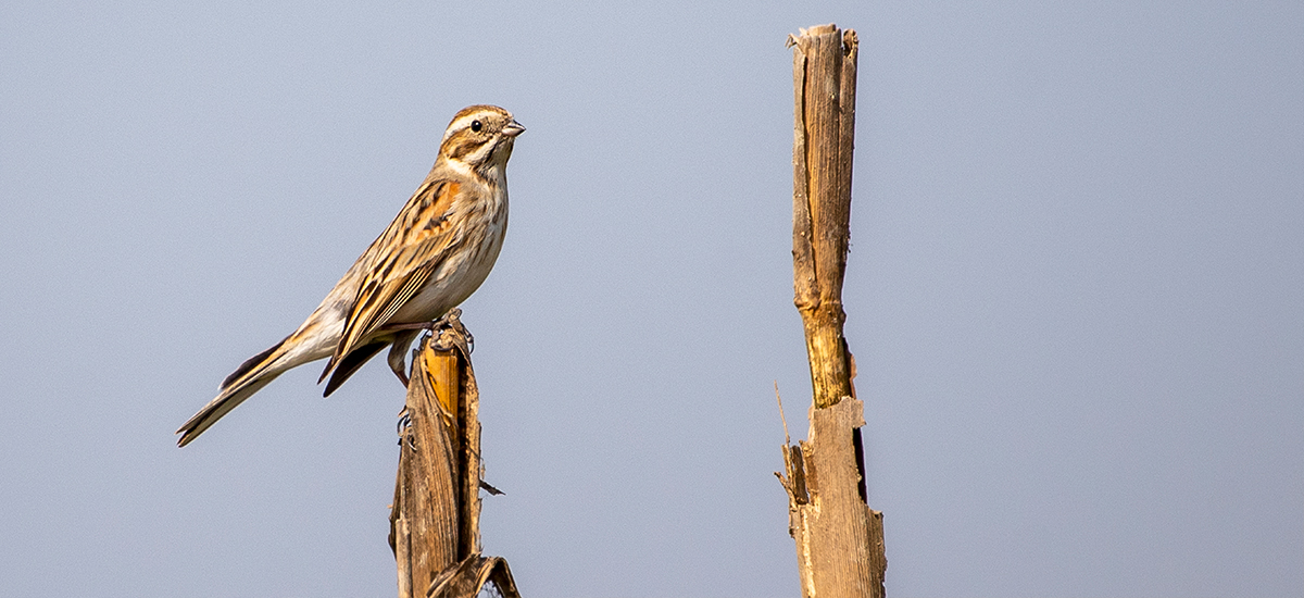 चाँगुनारायण जंगलमा चरा गणना शुरु | Nepal Views: Voices, Perspectives ...